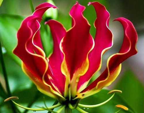 Глориоза, эписция, фикус, цветы