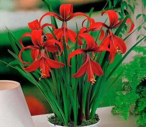 Шпрекелия прекрасная