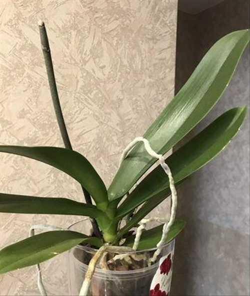 Орхидея фаленопсис Леди мармелад