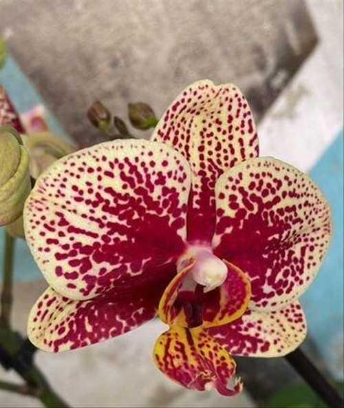 Орхидея Фаленопсис Стритвайс\ Streetwaise