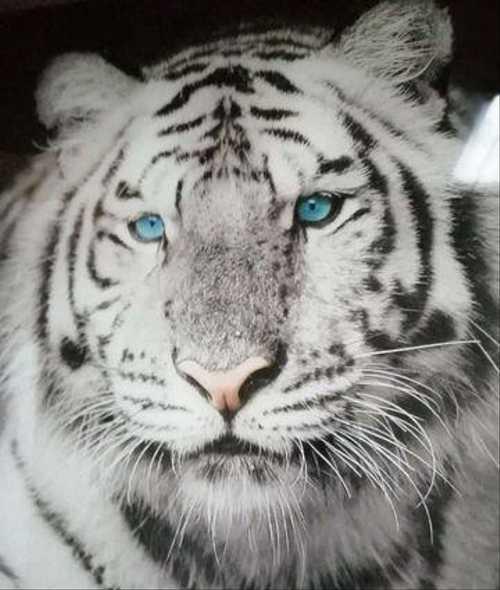 Картина белый тигр в стекле