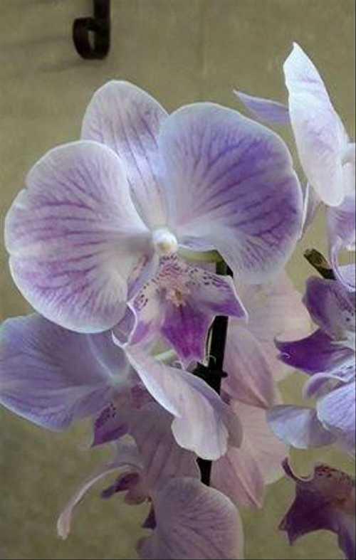 Орхидея фаленопсис Sweet Talk