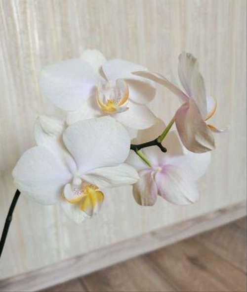 Орхидея фаленопсис Мальмо