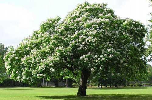 Дерево счастья Катальпа Прекрасная семена 2021