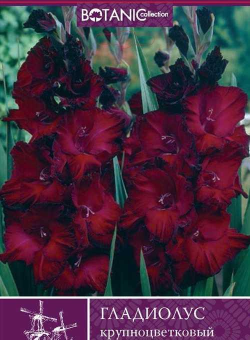 Гладиолус крупноцветковый Блэк Бьюти луковицы