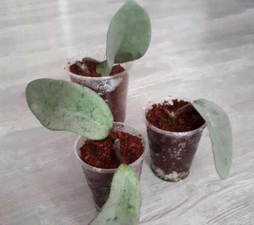 Хойя Grey Ghost