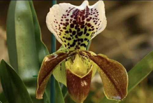Орхидея пафиопедилум, американский гибрид