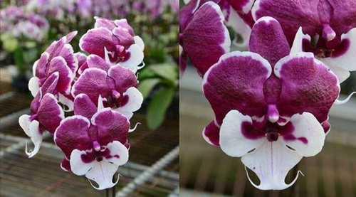 Орхидея фаленопсис азиатские подростки