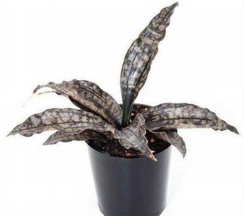 Сансевиерия Sansevieria 'Star Canyon Granite'
