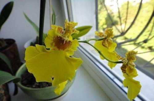 Орхидея Онцидиум свит шугар