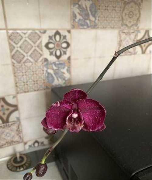 Орхидея фаленопсис Каменная Роза
