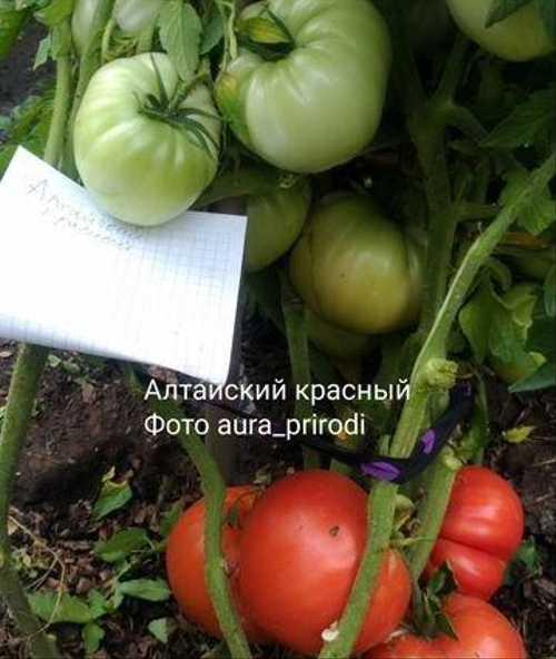 Рассада томатов/помидоров (более 35 сортов)