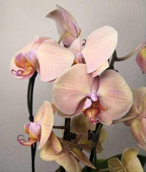 Орхидея Леди Мармелад на каскаде