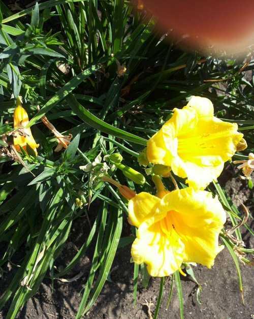 Садовые растения