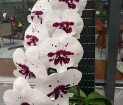 Орхидея линхер джейлифиш