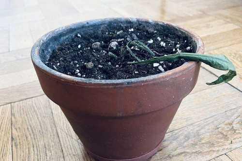 Леписмиум кактус суккулент комнатное растение