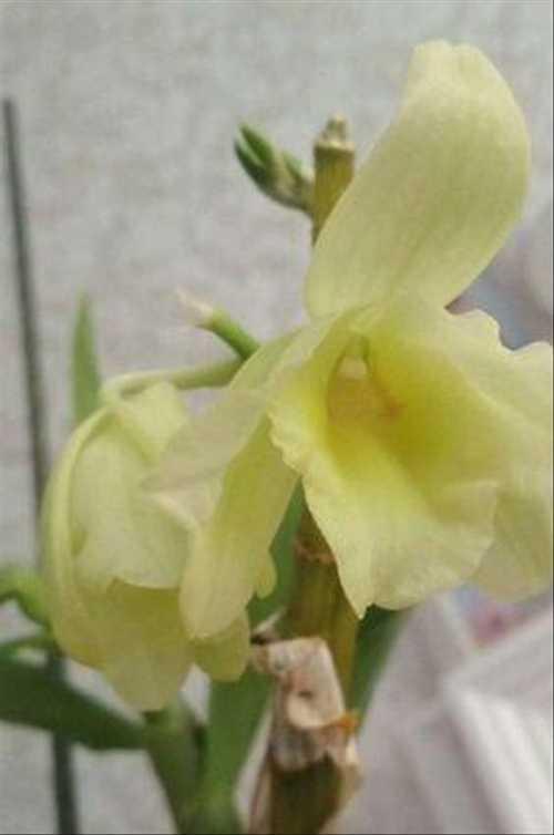 Дендробиум жёлтый ,кейк