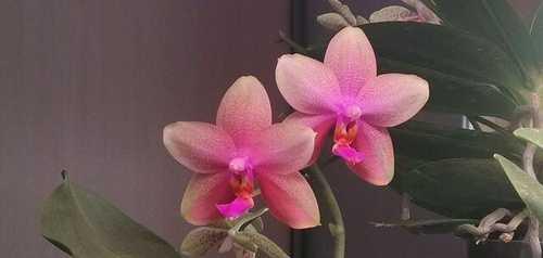 Орхидея Фаленопсис Лиодоро Sweet Memory