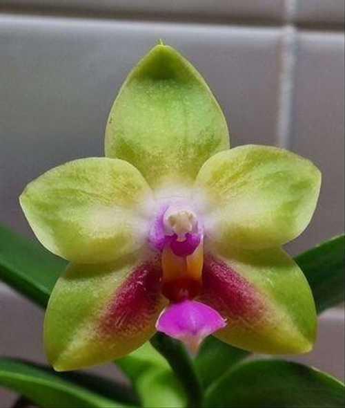 Орхидея Фаленопсис Phal. Zheng Min Cantor