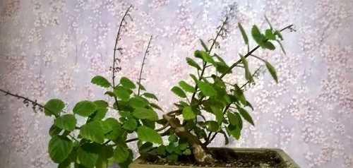 Плектрантус каудексный Эрнста Plectranthus ernstii