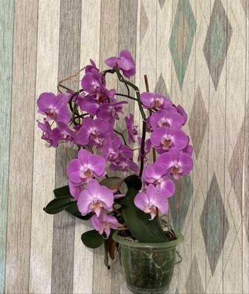 Орхидея фаленопсис Purple Dust