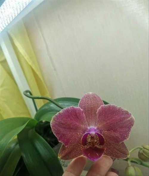 Орхидея фаленопсис рауль