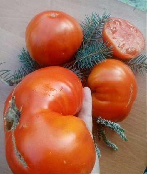 Последние 10 наборов семян помидор