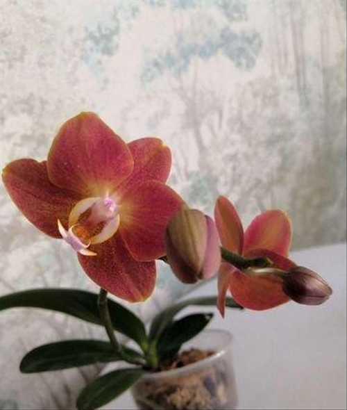 Орхидея подросток