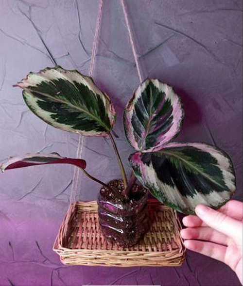Калатея Розеопикта Литл Принцесс/Calathea Little P