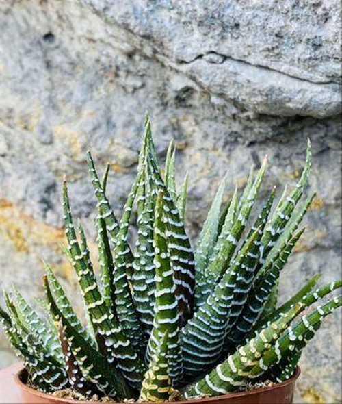 Суккулент Haworthia Fasciata Variegata