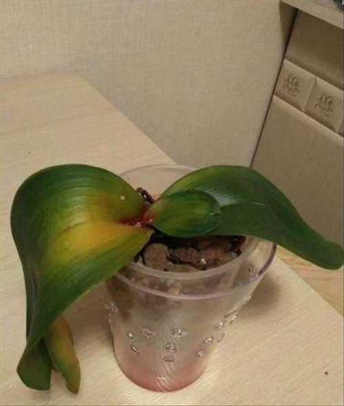 Орхидея фаленопсис на реанимацию