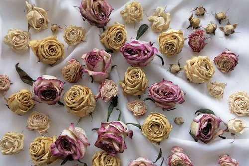 Цветы засушенные сухоцветы гербарий объёмные розы