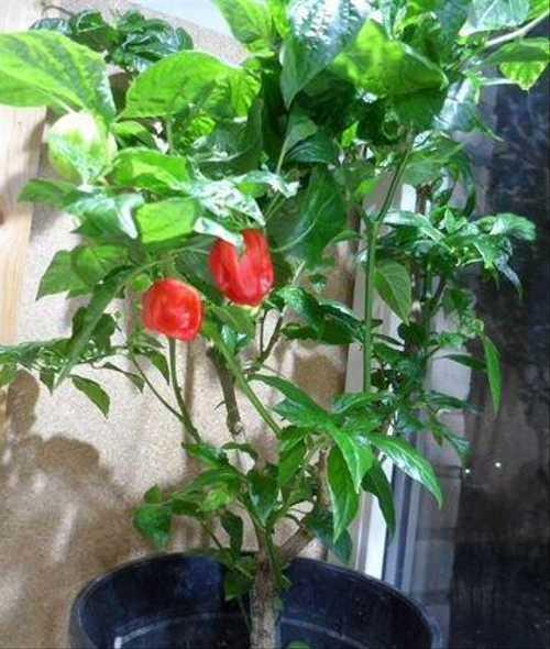 Перец хабанеро красный взрослый плодоносящий