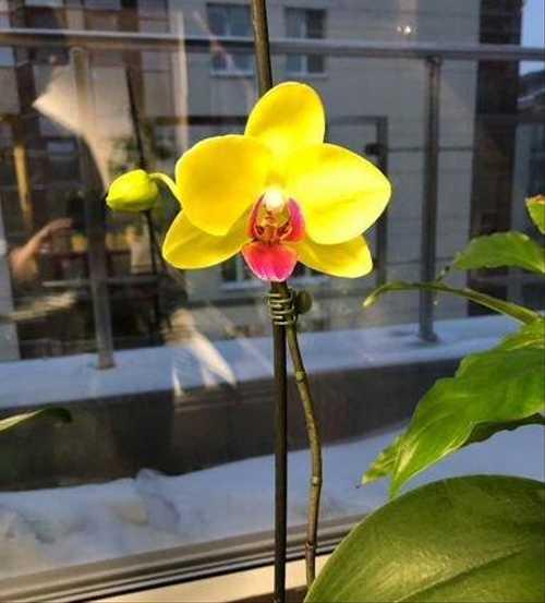 Орхидея фаленопсис golden
