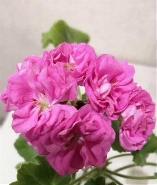 Пеларгония герань Lara Harmonl