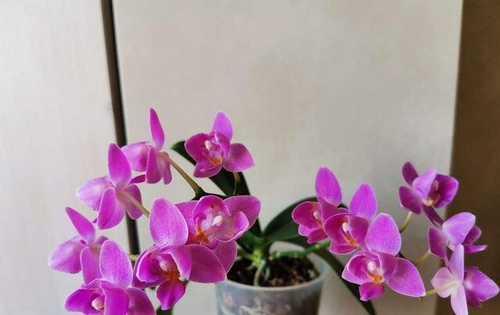 Орхидея мультифлора пелорик