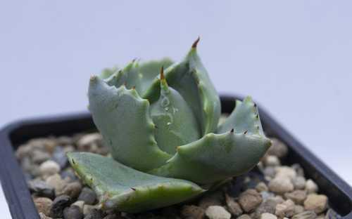 Agave Potatorum Verschaffeltii