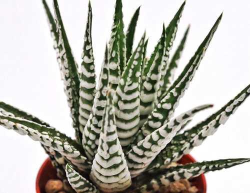Хавортия (Haworthia Fasciata Alba)
