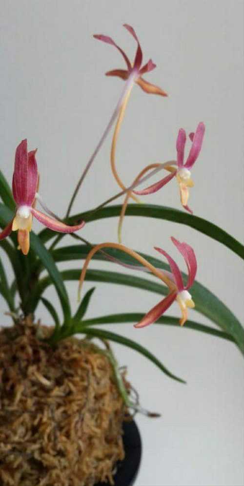 Neofinetia falcata Kyobijin