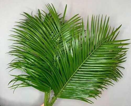 Листья пальмы Робелини, пальмовые листья