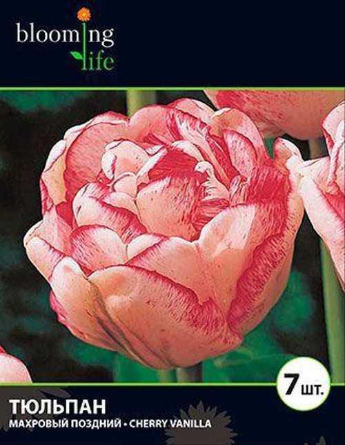 Тюльпан махровый поздний Черри Ванила луковицы