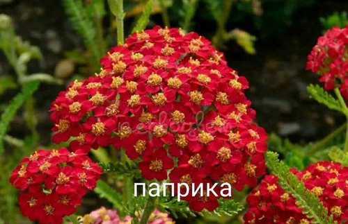 Тысячелистники