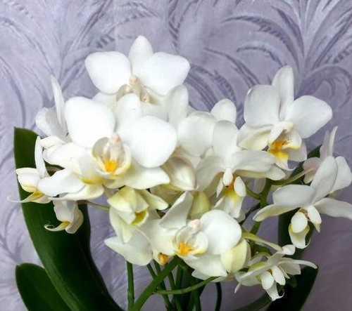 Орхидея фаленопсис Soft Gloud/дикая форма