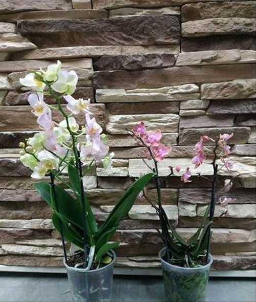 Орхидея фаленопсис мульфлора Дасти бель и Бургунди