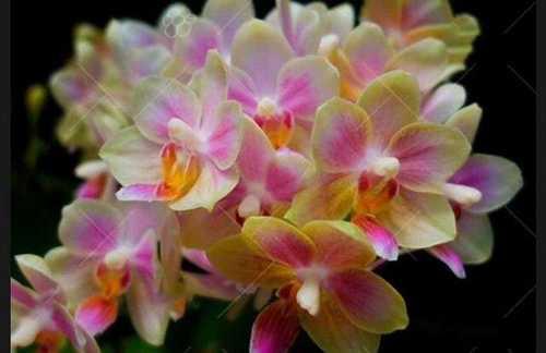 Фаленопсис орхидея P. sweet perfume rainbow