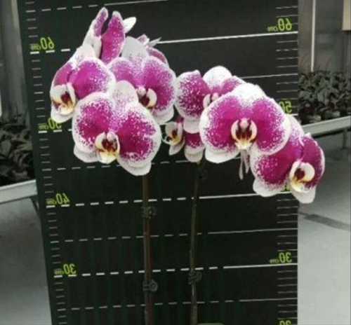 Орхидея фаленопсис