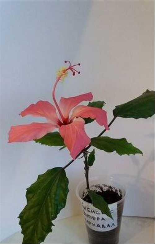 Продам гибискус пестролистный Купера сорт Карнавал