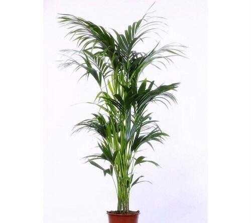 Ховея Форстериана, пальма 170-180 см