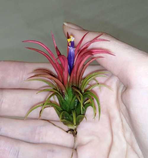Tillandsia ionantha