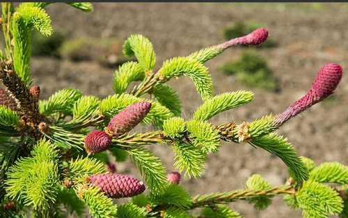 Ель Акракона с красными шишками